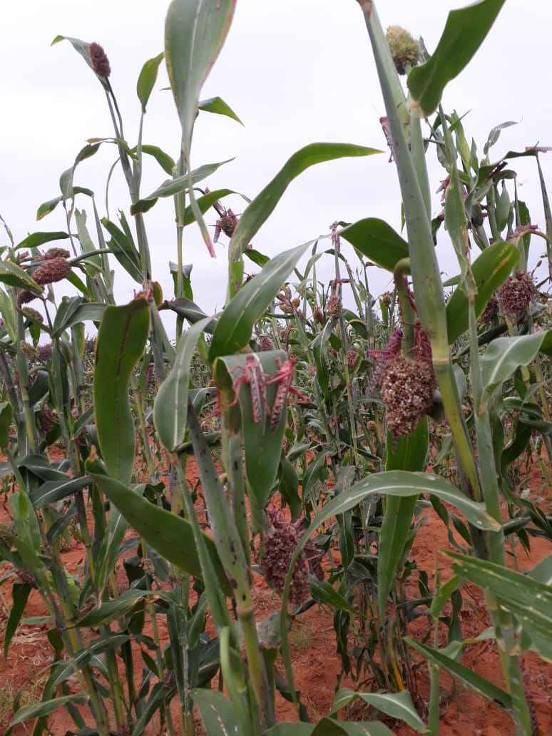 The Regional Desert Locust Alliance calls for urgent livelihood support ...