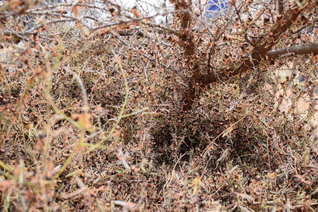 Community-led action critical for locust livelihood response in the ...