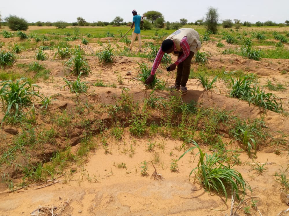 Tillabéri: ACTED strengthens the food resilience of 21 villages in Niger