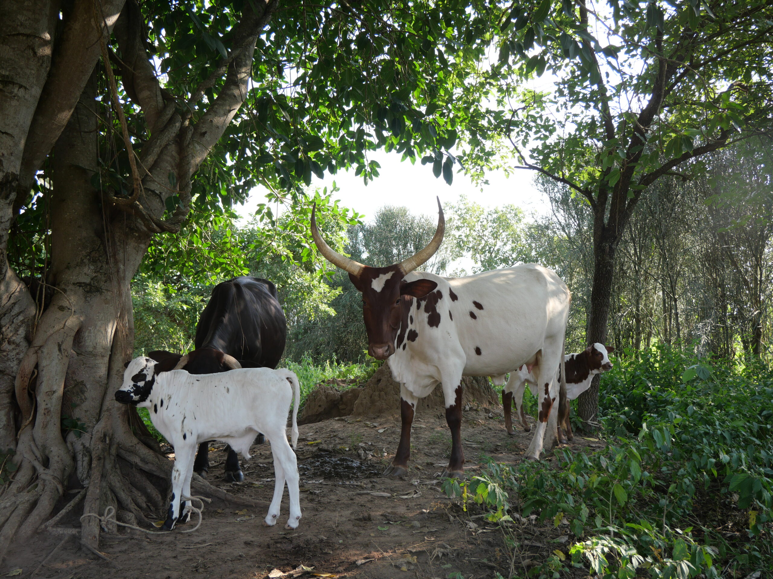 SIRGE: Working Towards Climate-Smart Cattle Farming in Uganda - Acted