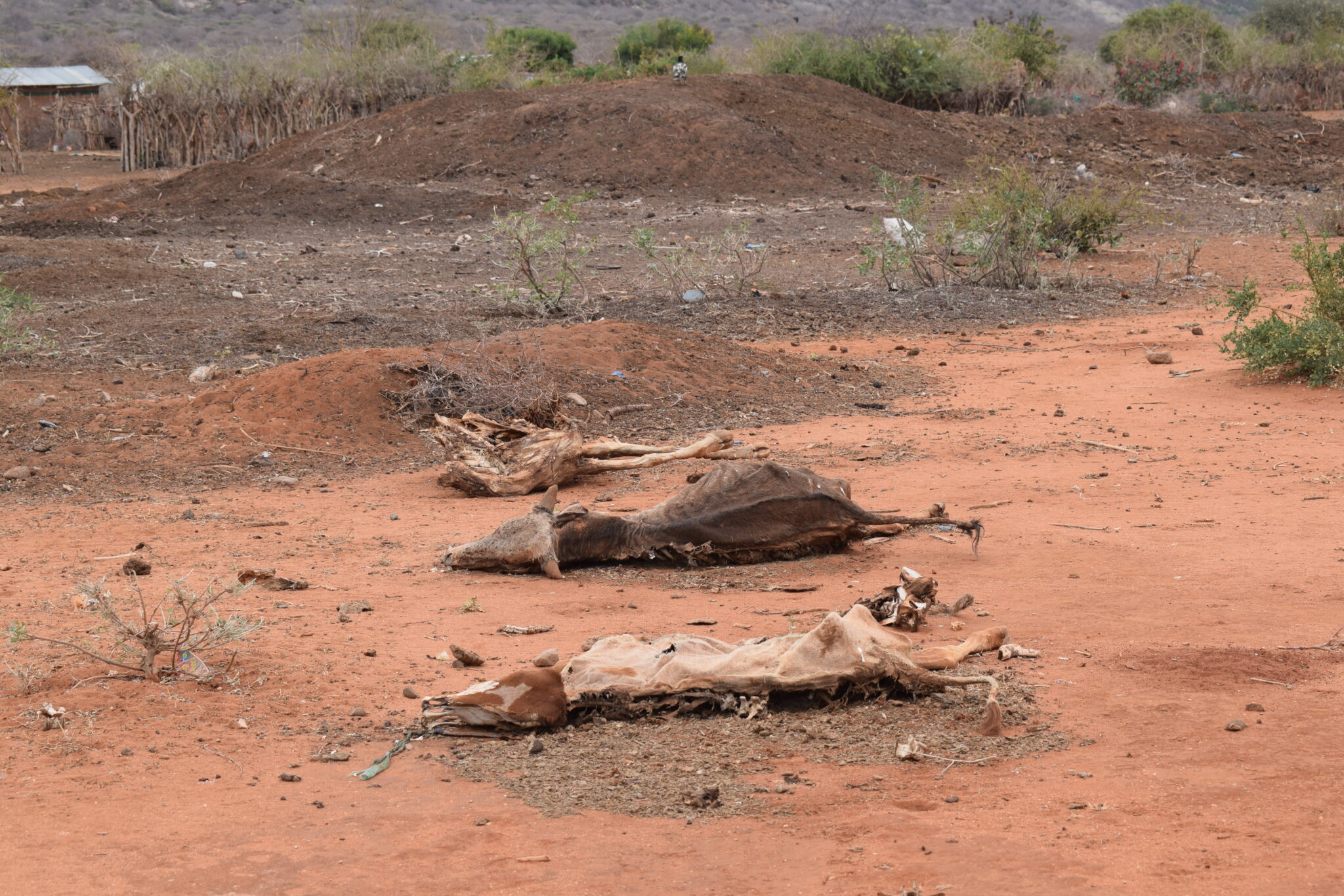 Drought in Kenya: How the Kenya Cash Consortium is improving the well ...