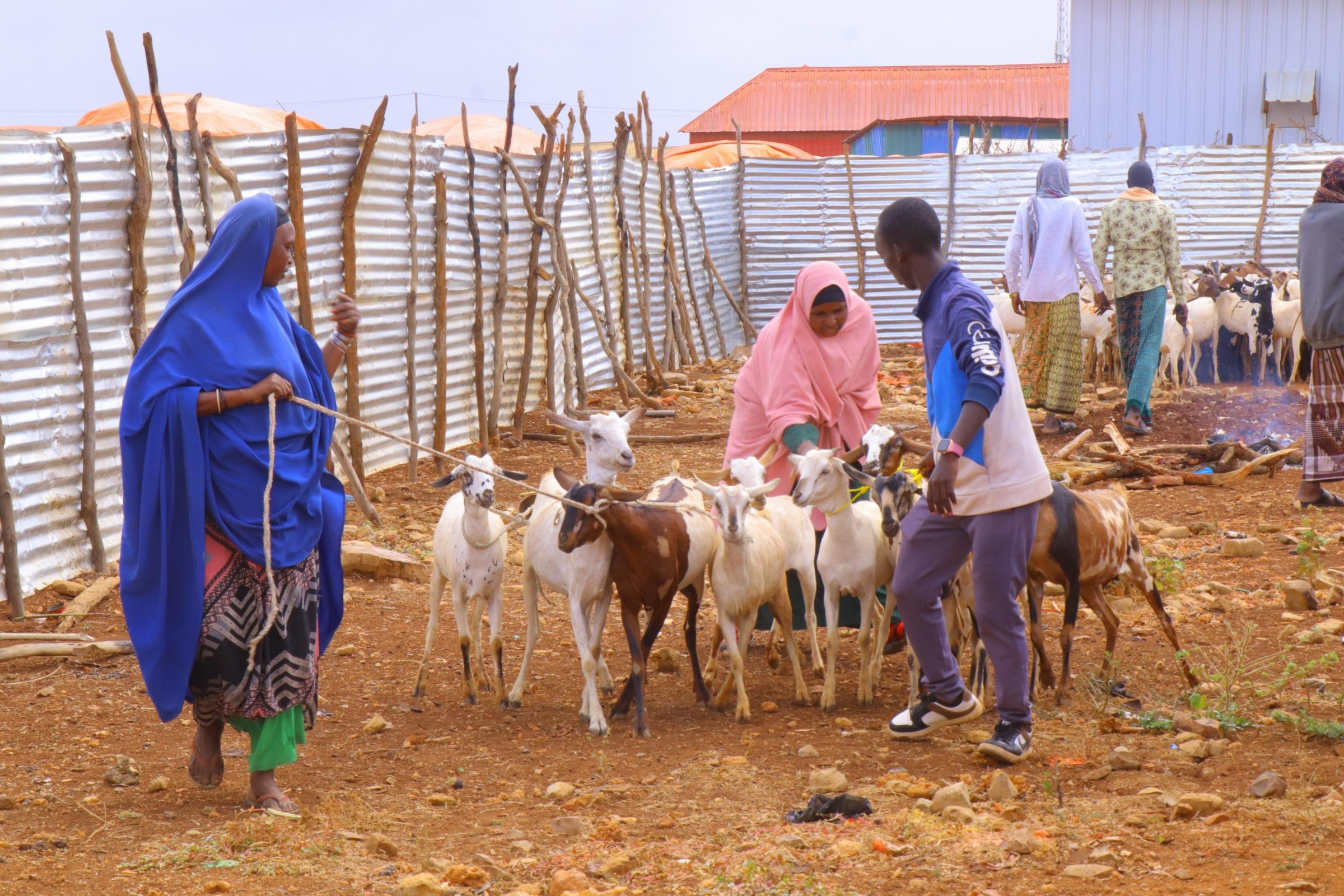 Somalia: Building pathways out of poverty - Acted