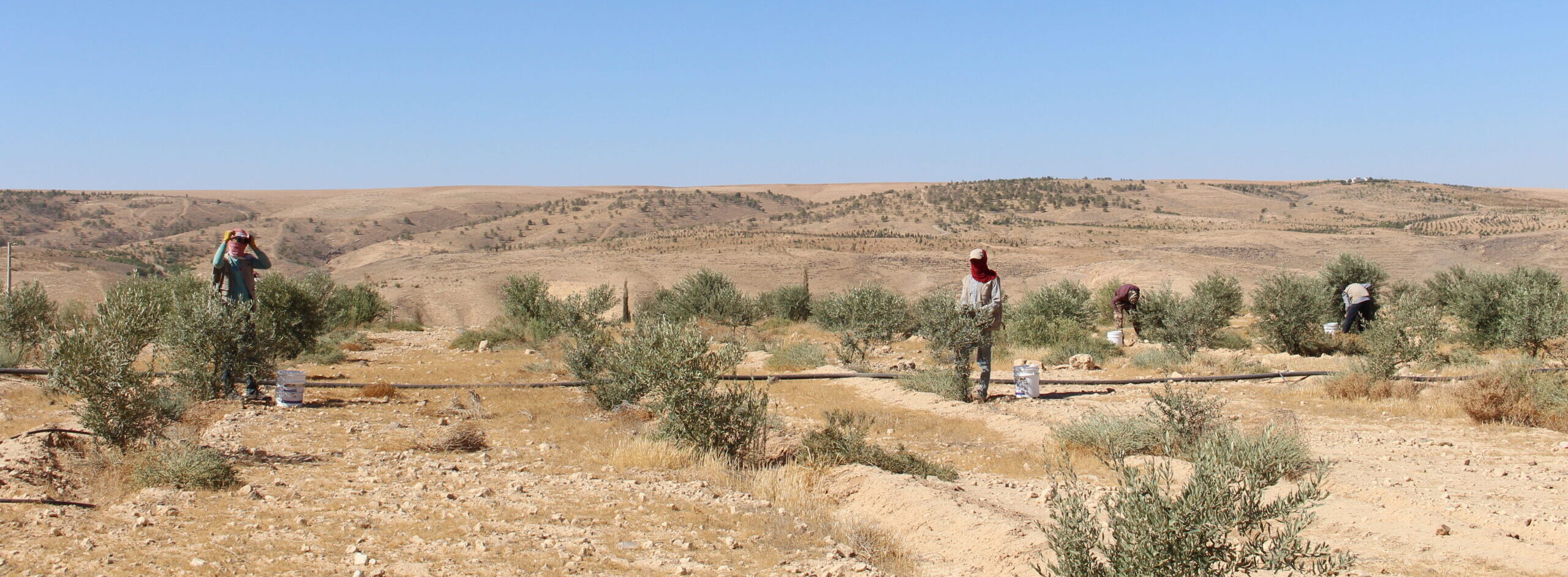 Jordan: growing a forest in the desert - Acted