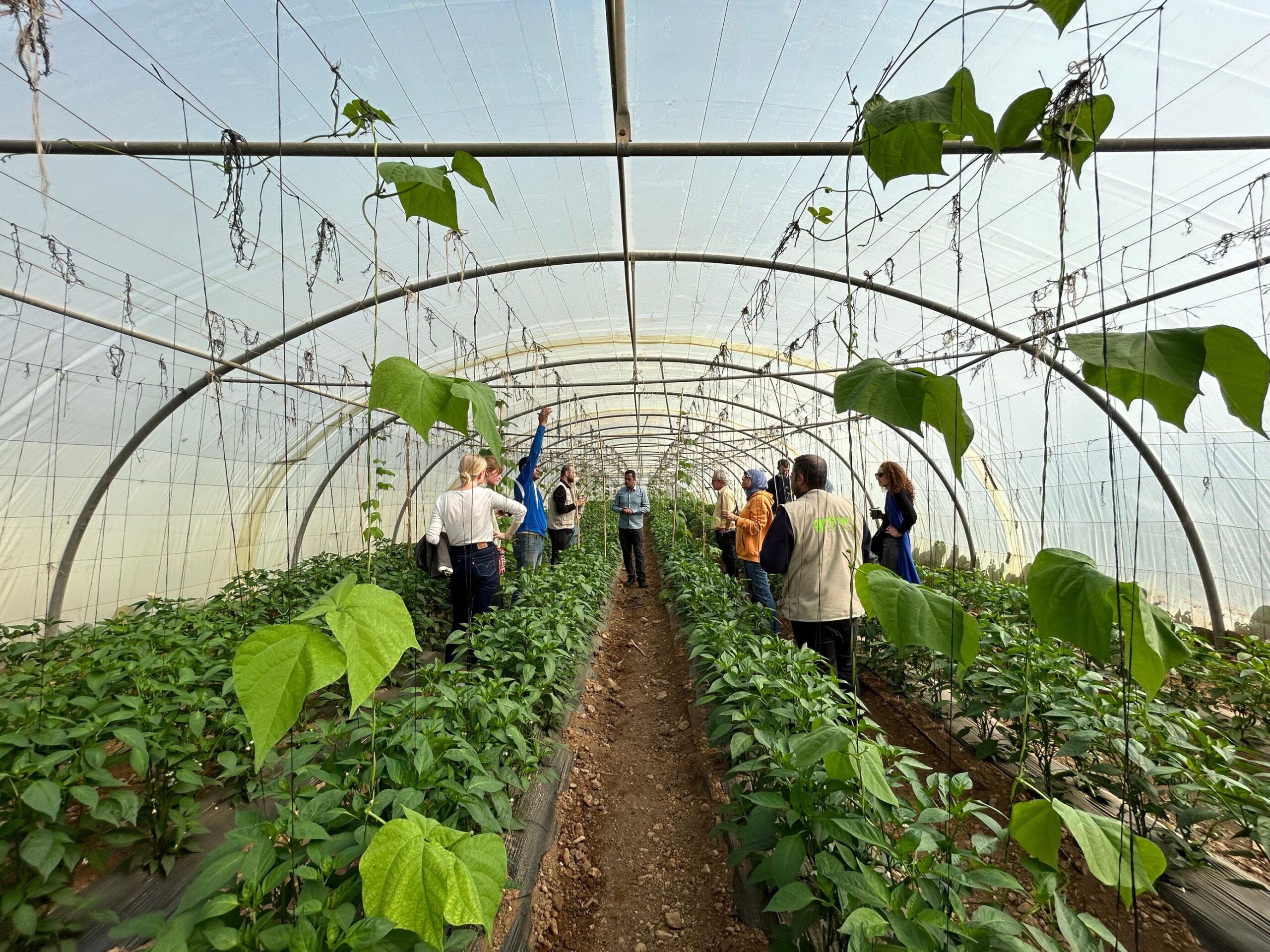 Bridging Farmers to Markets in Jordan: Stories of Transformation - Acted